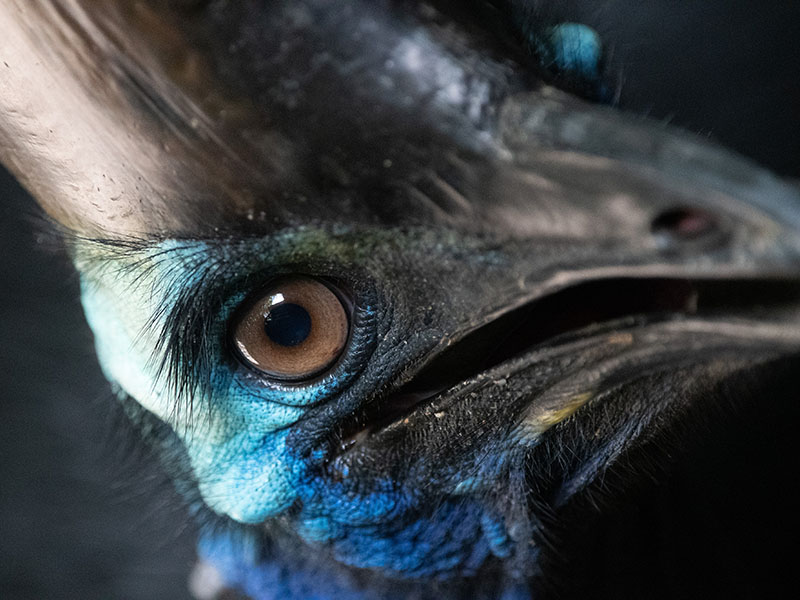 Southern Tablelands Birdwatching Tour #1 – Cassowary Tours